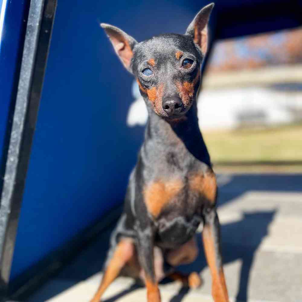 About MinPin Breed